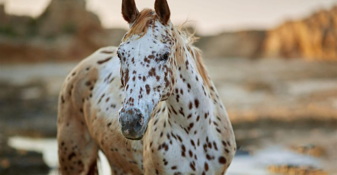 14 Loving Horse Breeds That Prefer People Over Other Horses
