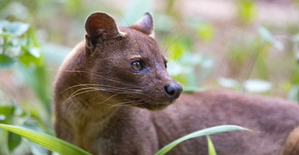 14 Mind-Blowing Facts About The Fossa, Madagascar’s Hidden Predator
