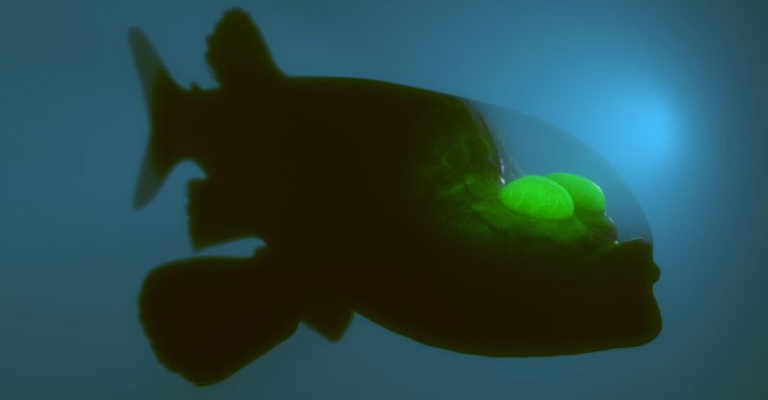 14 Most Mysterious Deep-Sea Creatures That Still Baffle Scientists