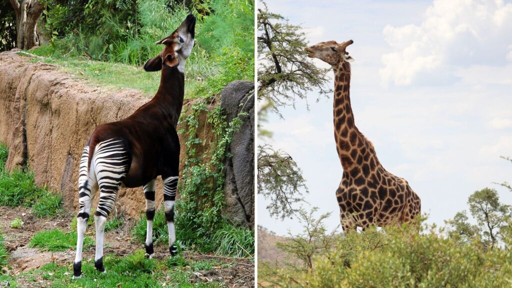 14 Odd Things The Okapi Shares With Its Close Relatives, The Giraffe
