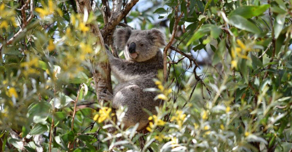14 Reasons Koalas Are The Most Incredible Tree-Dwellers