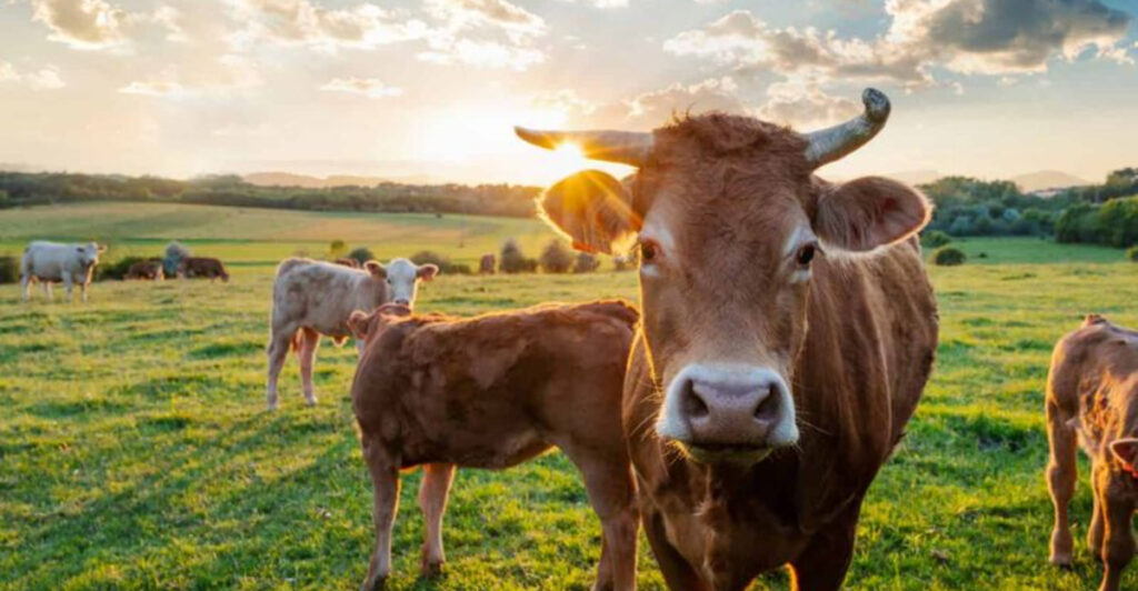 14 Reasons Why Cows Moo And The Meaning Behind It