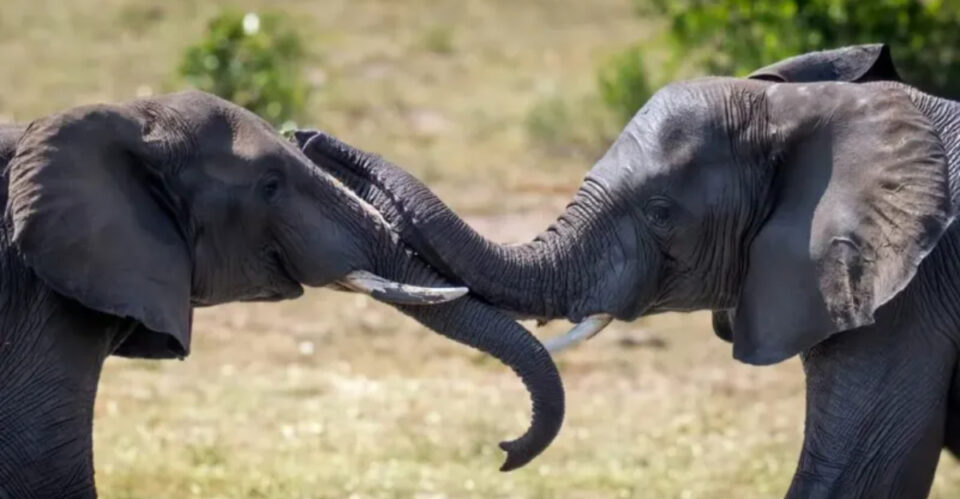 14 Reasons Why Elephants Use Their Trunks For Literally Everything