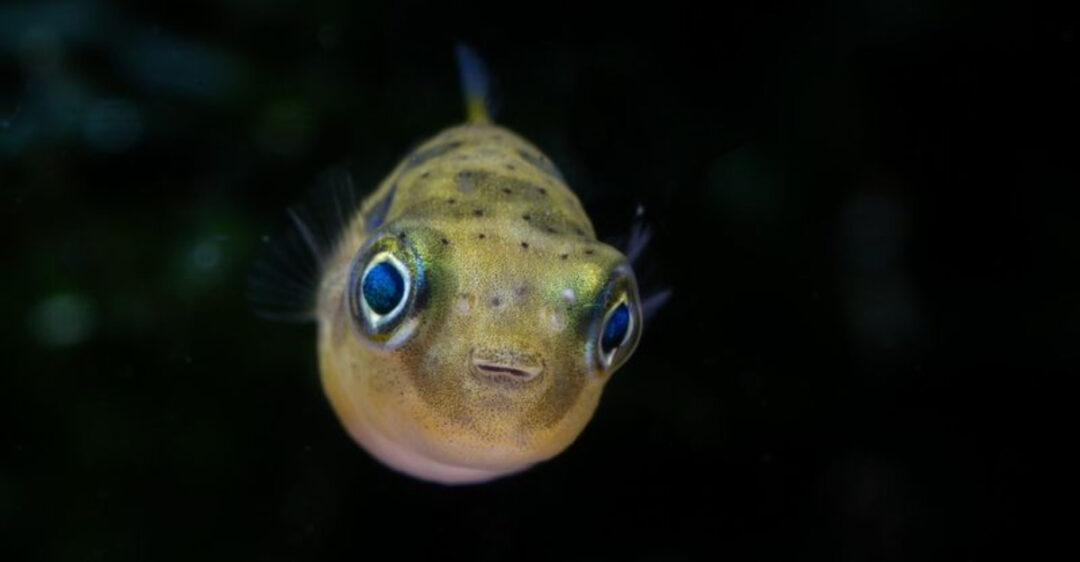 14 Reasons Why Puffer Fish Makes A Terrible Pet