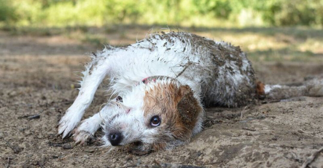 14 Reasons Why Your Dog Rolls In Smelly Things