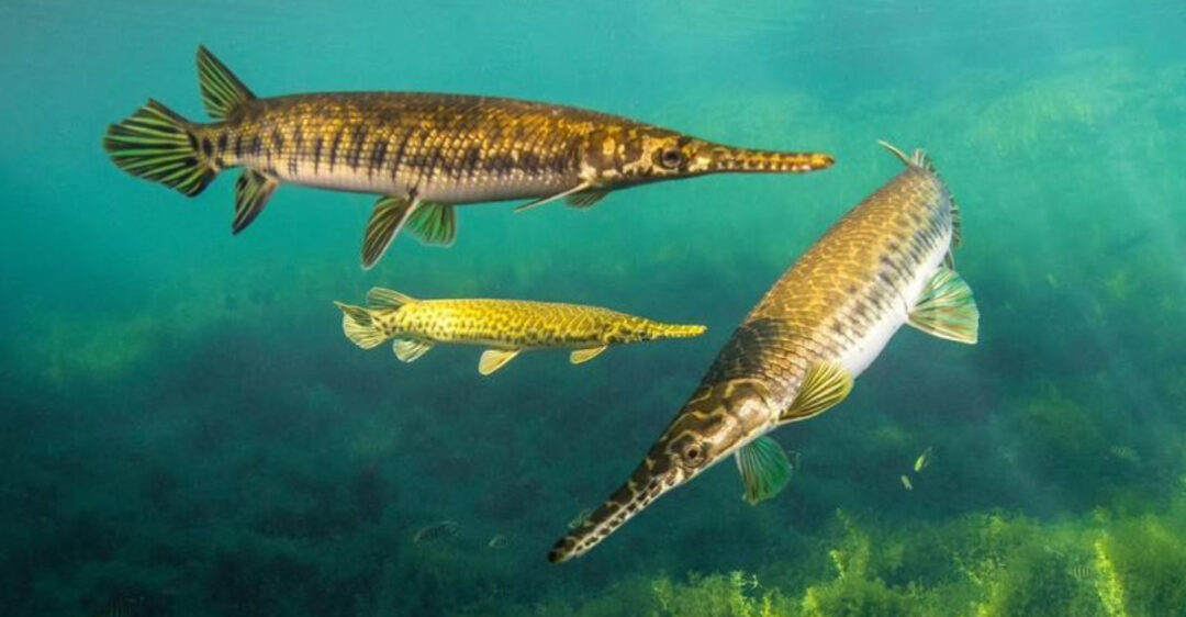 14 Scariest River Creatures You Won't Believe Exist