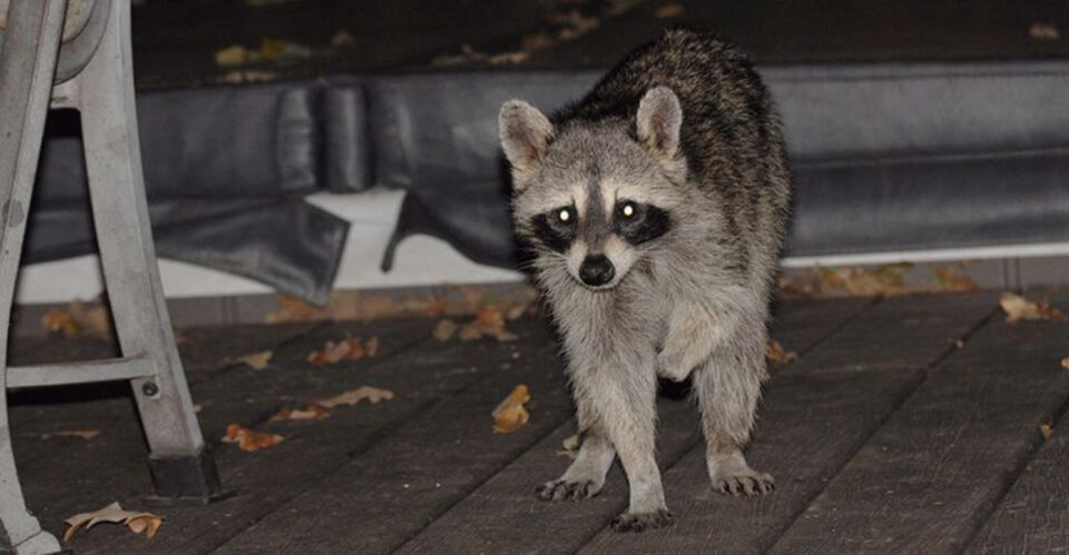 14 Spiritual Meanings Behind A Raccoon Crossing Your Path