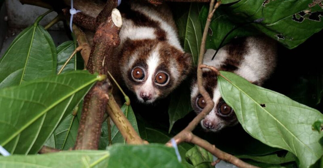 14 Strange Behaviors Of The Slow Loris That Keep It Hidden From Predators