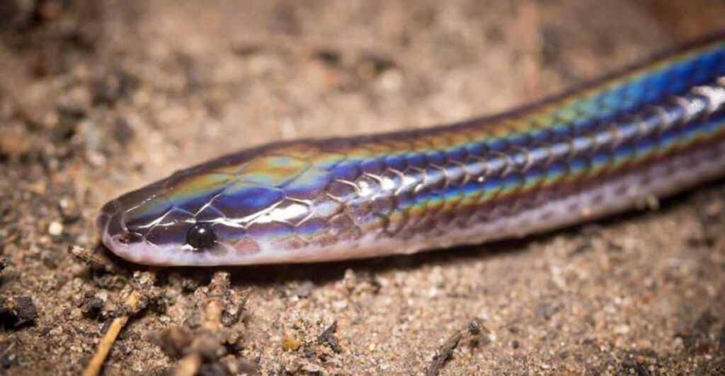 14 Sunbeam Snake Care Tips Every Owner Should Know