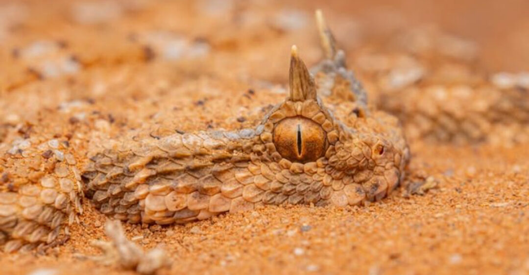 14 Venomous Snakes Lurking Where You’d Never Expect