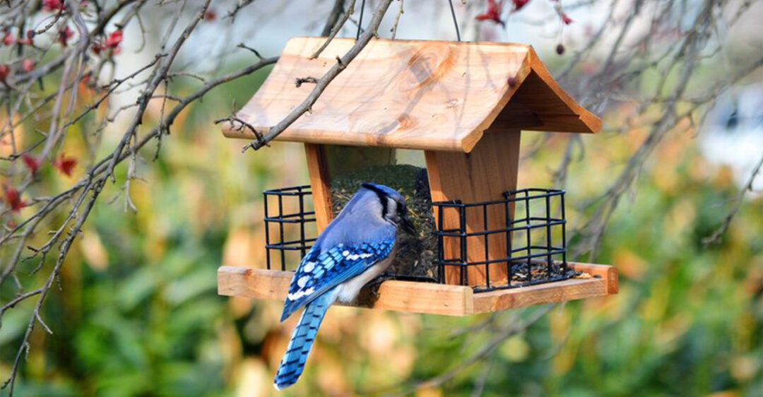 14 Warning Signs You’re Overfeeding Your Backyard Birds