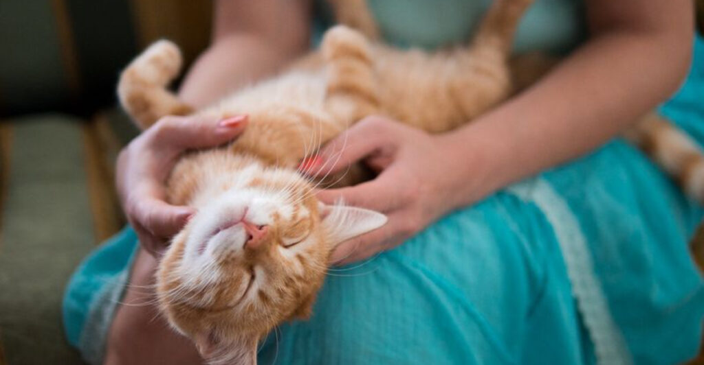 14 Ways To Tell Your Cat Feels Emotionally Stable At Home