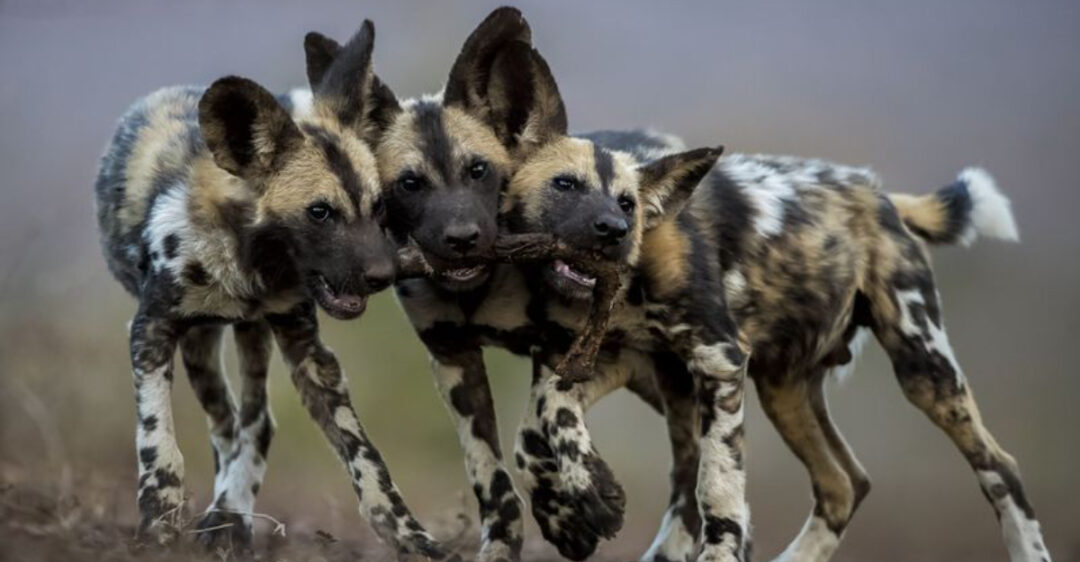 14 Wild Animals That Have Best Friends Forever