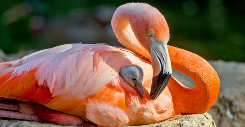 15 Amazing Bird Dads That Deserve A Shoutout