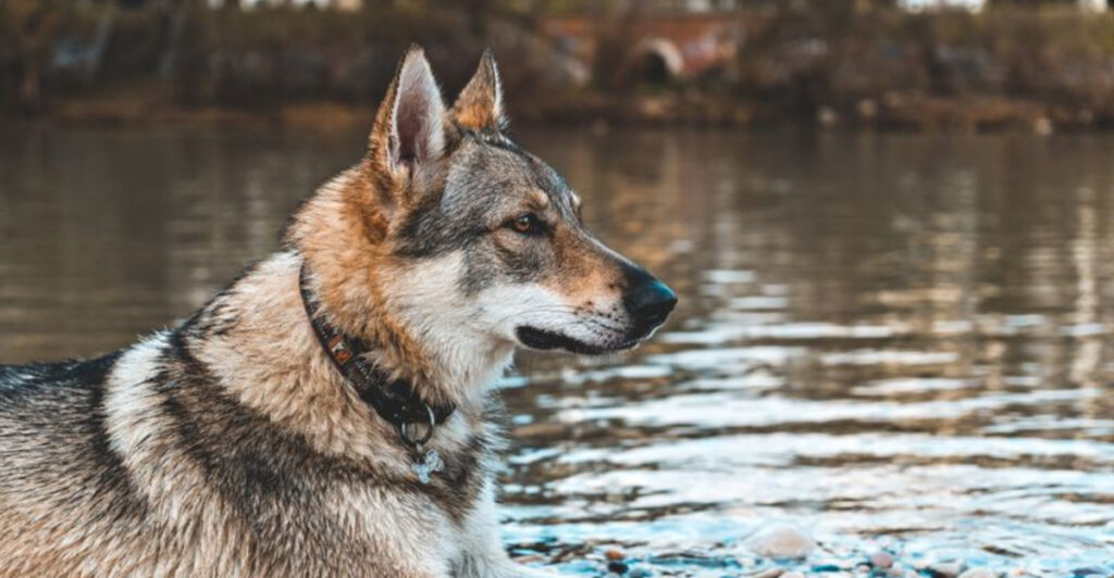 15 Amazing Facts About Hybrid Wolves: A Step In Evolution Or A Growing ...