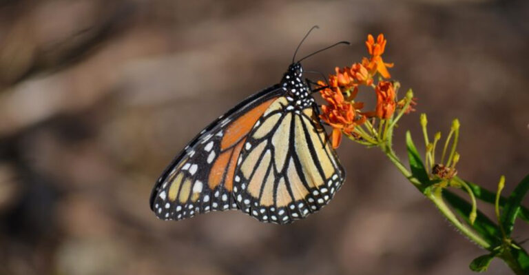 15 Amazing Facts About The Migration Habits Of Monarch Butterflies