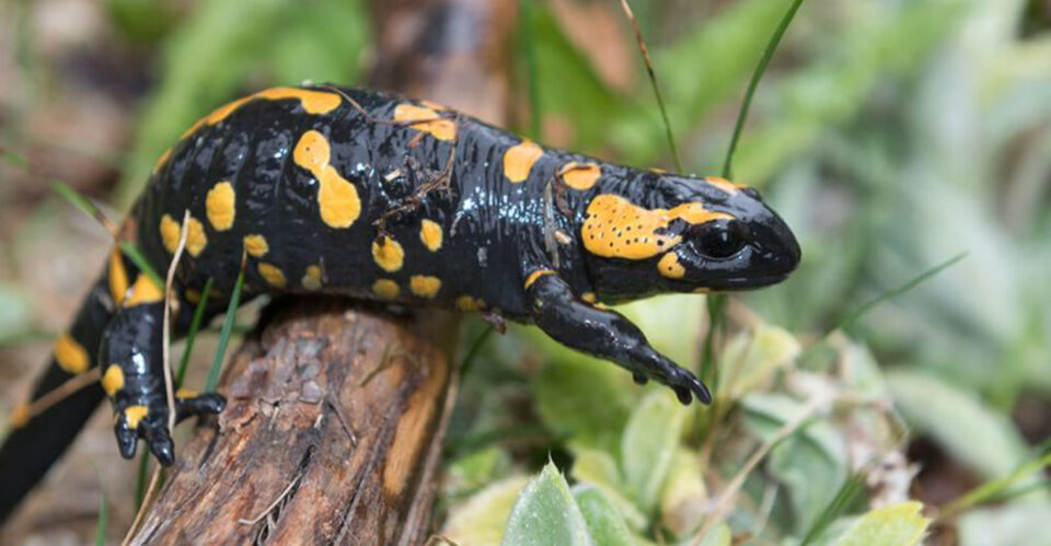 15 Amphibians That Thrive On Land And In Water