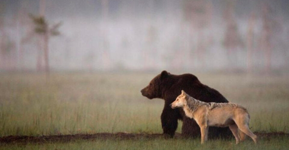 15 Animal Enemies That Just Can’t Get Along