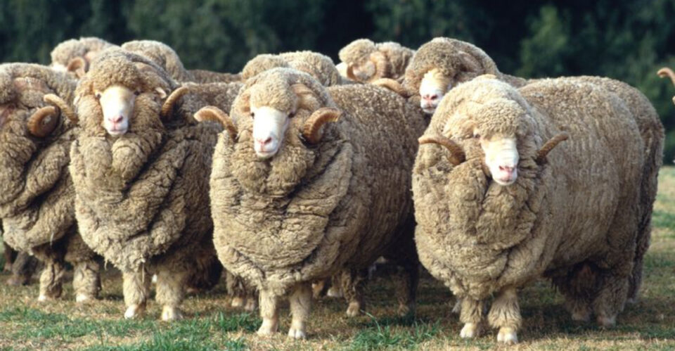 15 Animals Created By Humans Through Breeding (And Where They Came From)