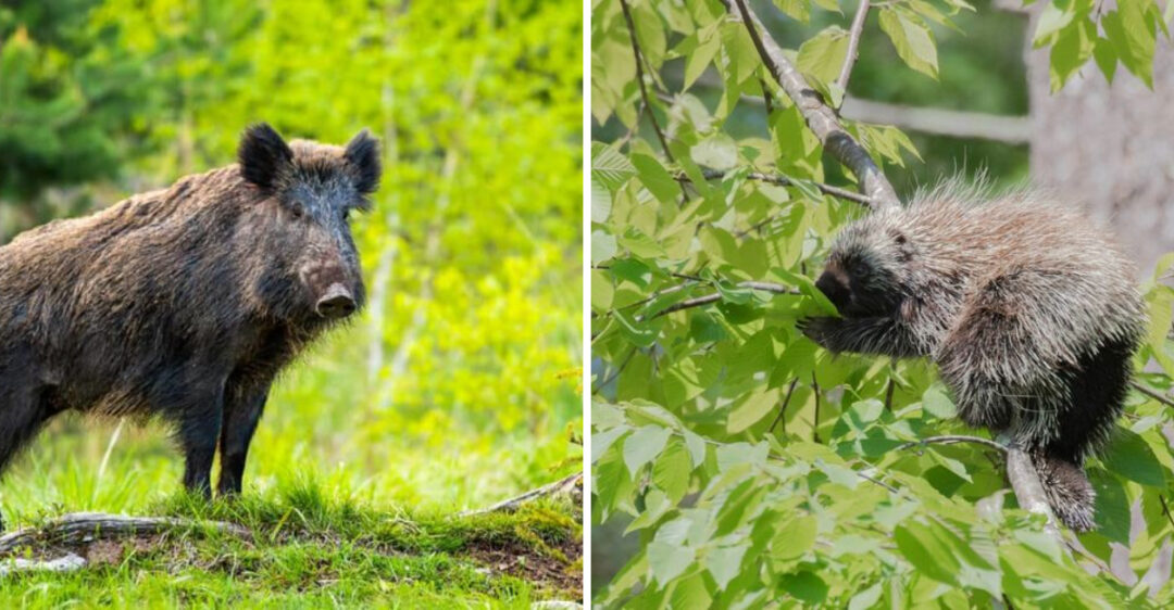 15 Animals That Can Scare Off Coyotes (And 5 That Won't Go Near Them)