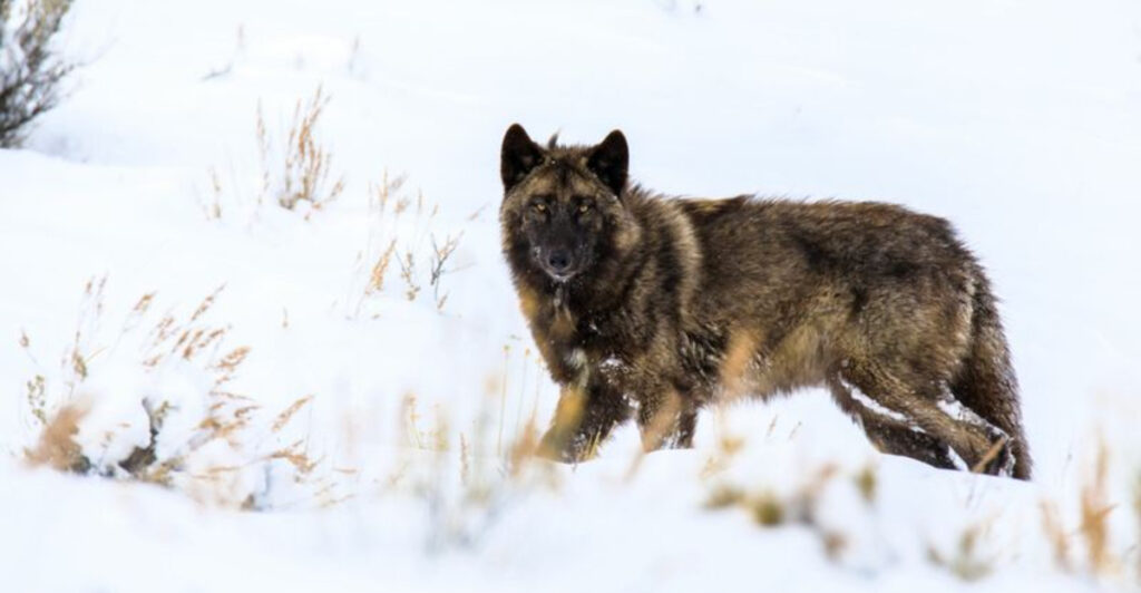 15 Unique Red Wolf Behaviors That Set Them Apart From Their Coyote ...