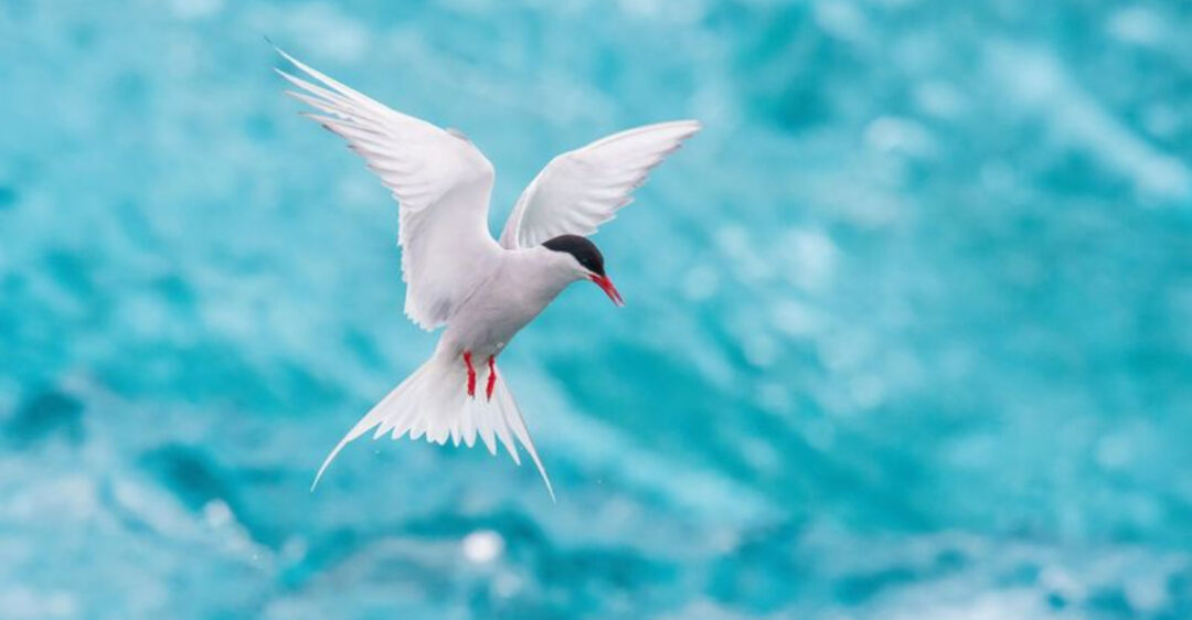 15 Animals That Have An Unbelievable Sense Of Direction