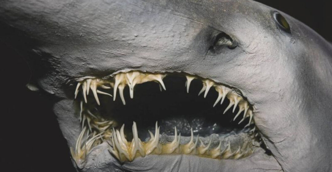 15 Animals With The Strangest Teeth You’ve Ever Seen