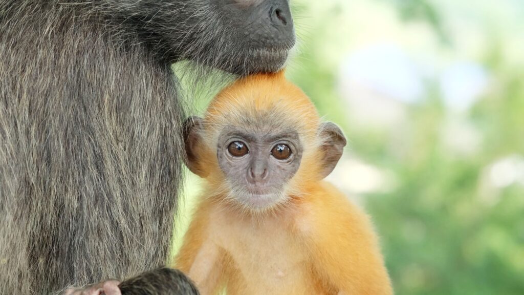 15 Baby Animals That Look Completely Different From Their Parents