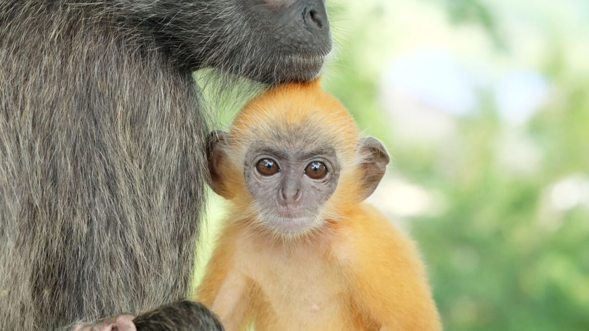 15 Baby Animals That Look Completely Different From Their Parents