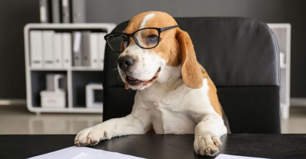 15 Benefits Of Having Your Dog At Work With You