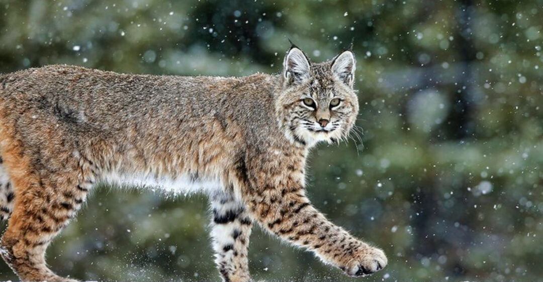 15 Best Locations To Catch A Glimpse Of A Wild Bobcat