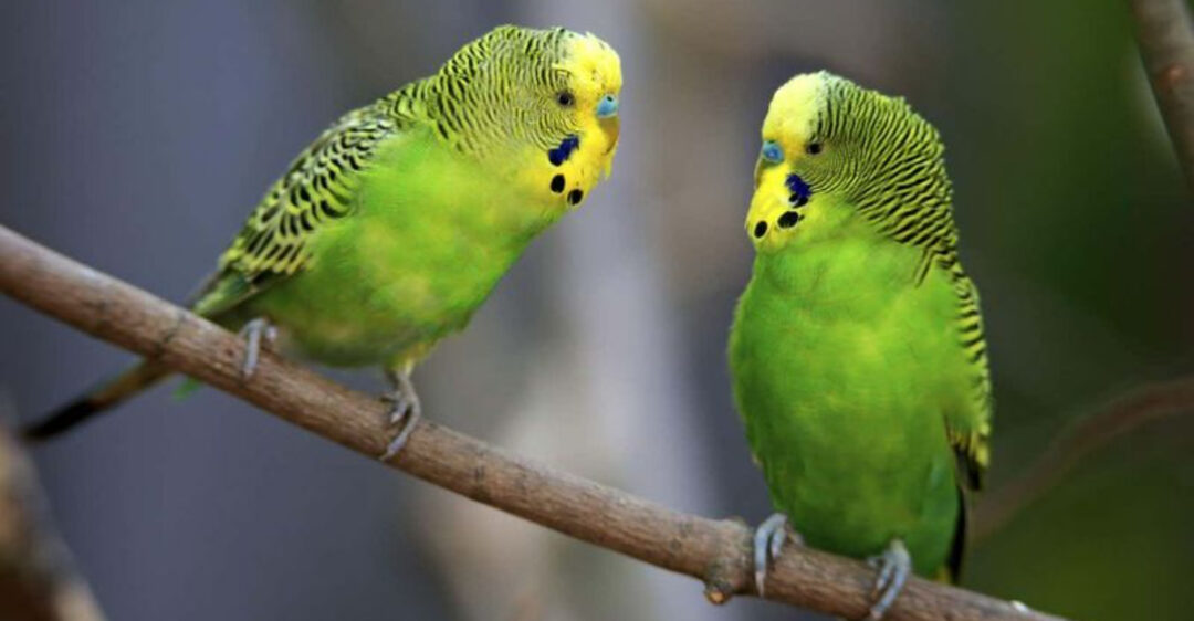 15 Birds That Remember Your Kindness (And Tell Their Friends)