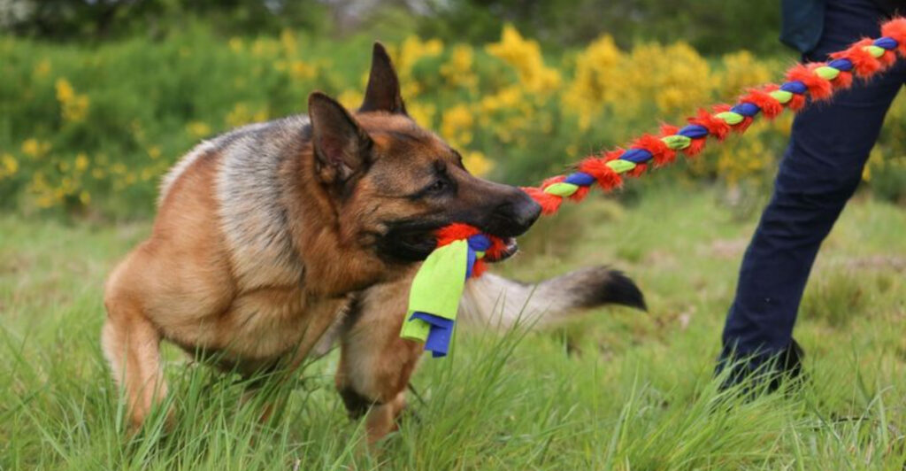 15 Bonding Activities That Your German Shepherd Will Love
