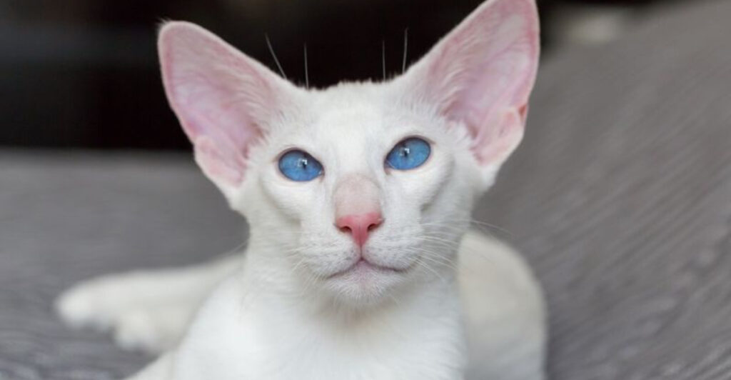 10 Adorable Flat-Faced Cats That Will Steal Your Heart