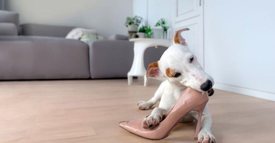 15 Common Dog Issues (And How To Fix Them)