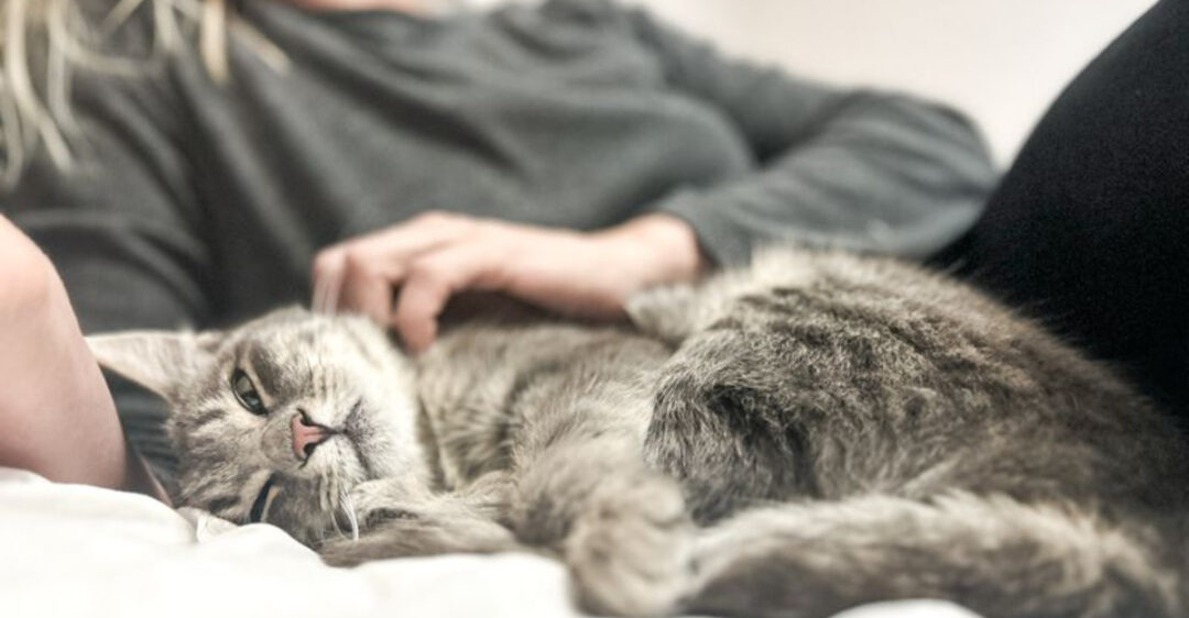 15 Daily Routines That Help Create Emotional Safety For Cats