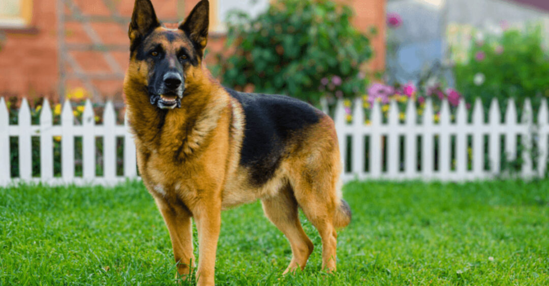 15 Dog Breeds Known For Becoming Overprotective