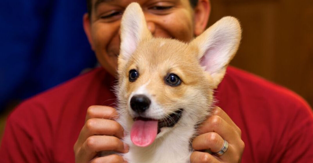 15 Dog Breeds Suited For Extroverted People