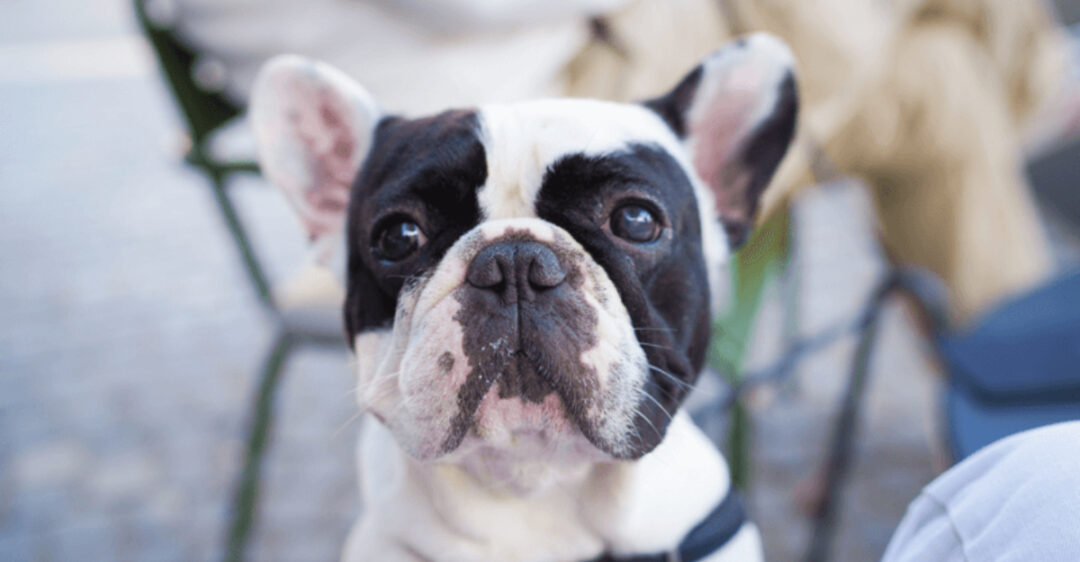 15 Dog Breeds That React Dramatically To Just About Anything