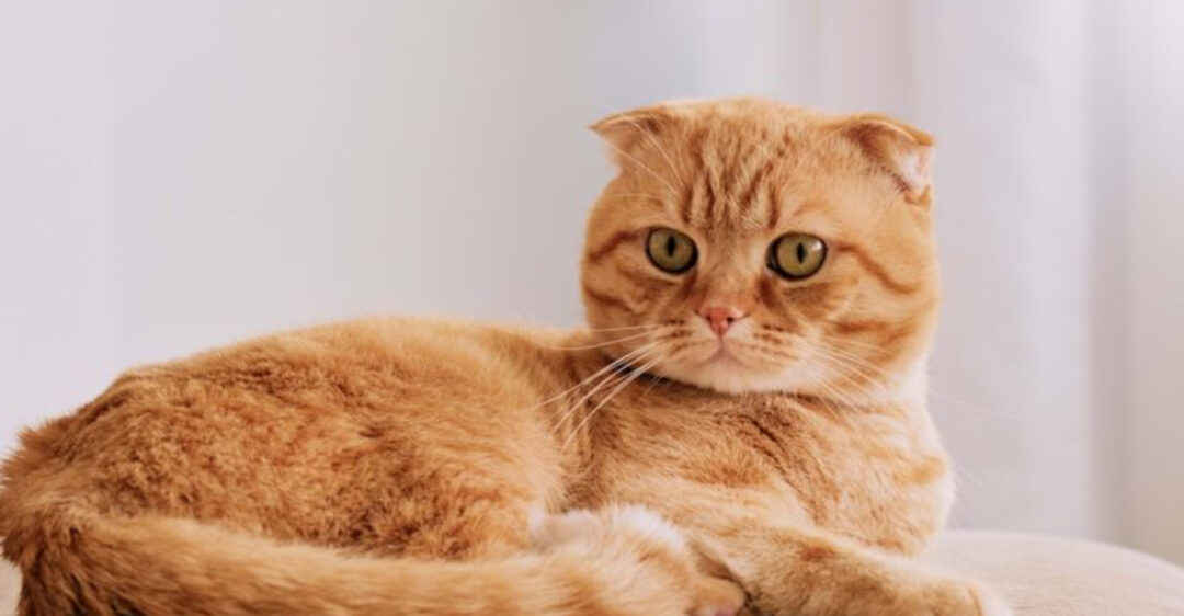 These Are The Most Popular Orange Cat Breeds (Plus 7 Fun Facts About Them)