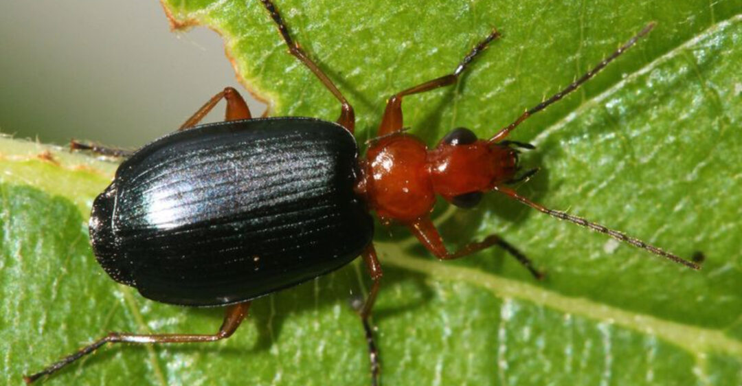 15 Explosive Facts About The Bombardier Beetle: Nature's Chemical Warrior