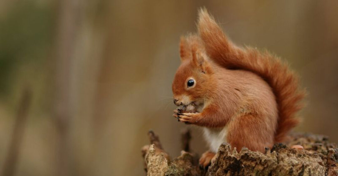 15 Facts About Squirrels You Probably Didn’t Know