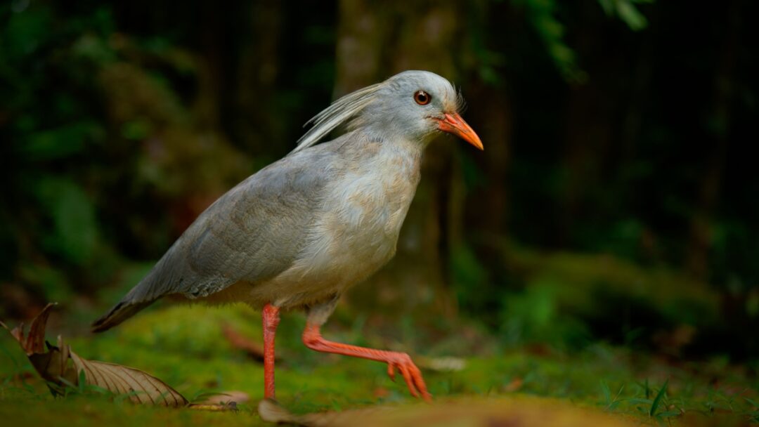 15 Facts About The Flightless Kagu: A Bird With A Bizarre Feature