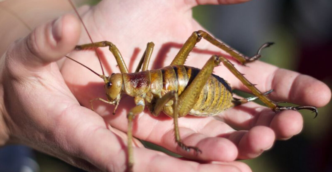 15 Facts About The Giant Weta, The Bug Bigger Than A Bird