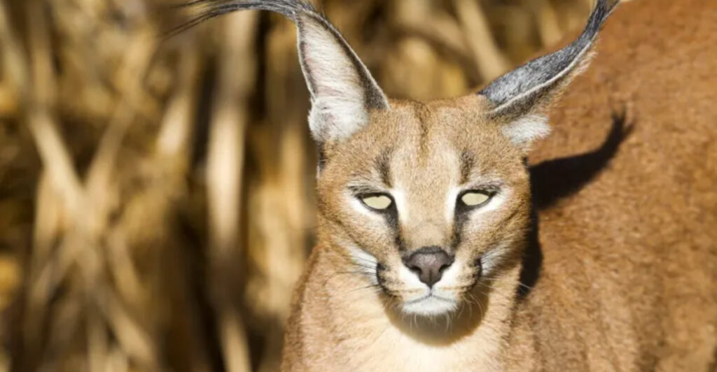 15 Facts About The Gorgeous Yet Dangerous Caracal