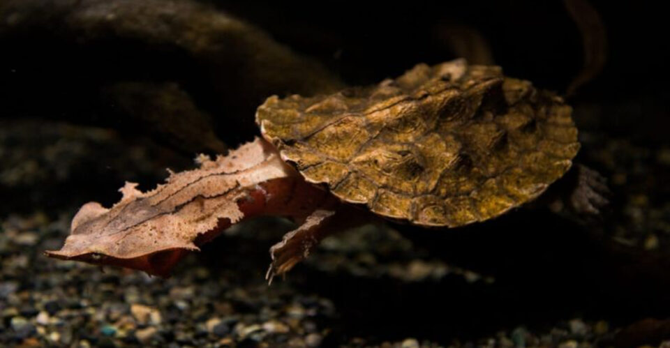 15 Facts About The Mata Mata, The Weirdest Turtle Ever