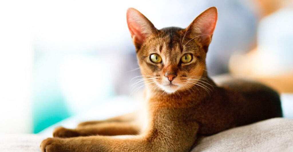 15 Facts About The Stunning Abyssinian Cat