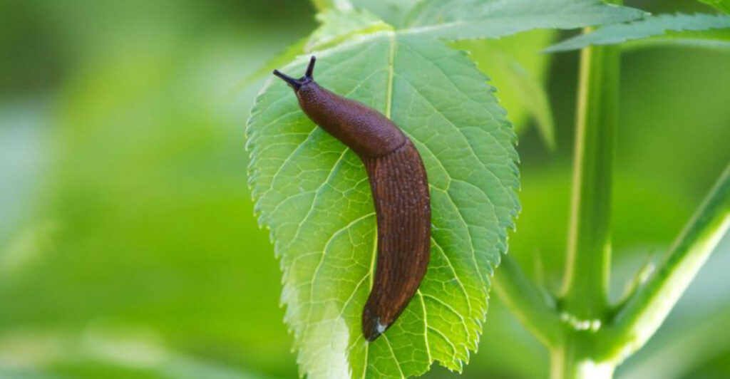 17 Amazing Animals That Thrive In Volcanic Ecosystems