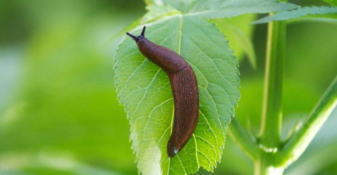 17 Amazing Animals That Thrive In Volcanic Ecosystems