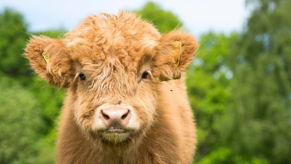 15 Fascinating Animals With Extra Long Eyelashes